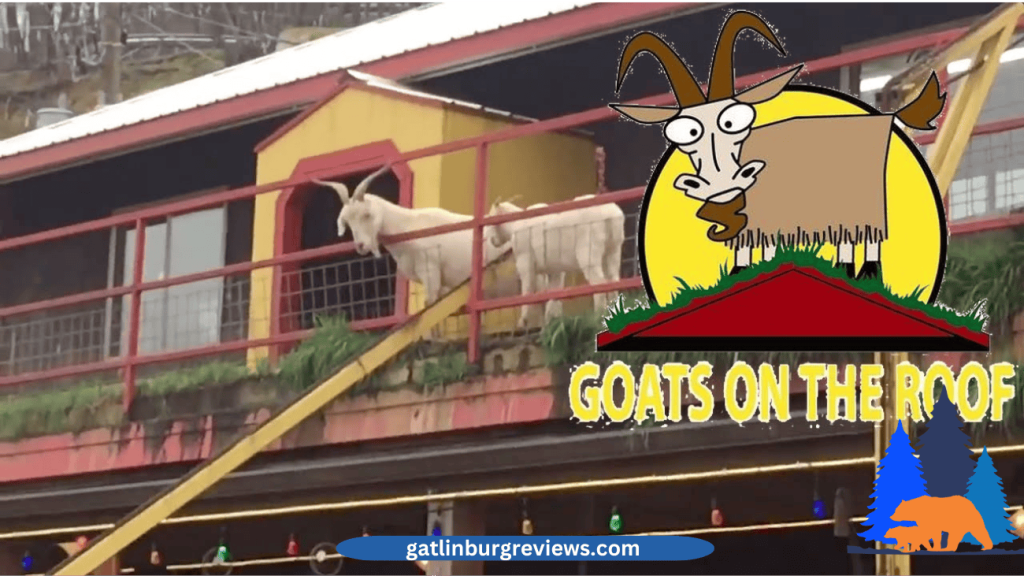 Family Fun: The Coaster at Goats on the Roof in Pigeon Forge ...